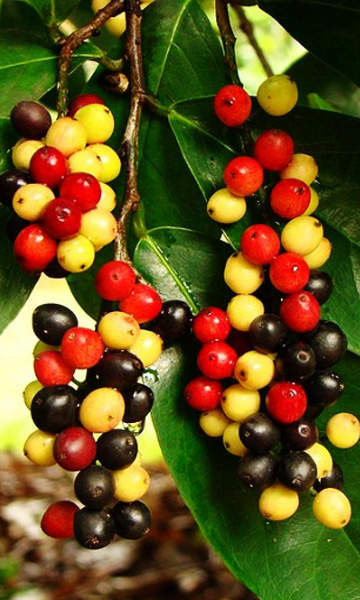 Antidesma Bignay Tree