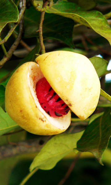 Nutmeg Spice Tree