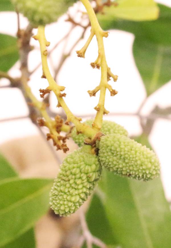 Lychee Trees