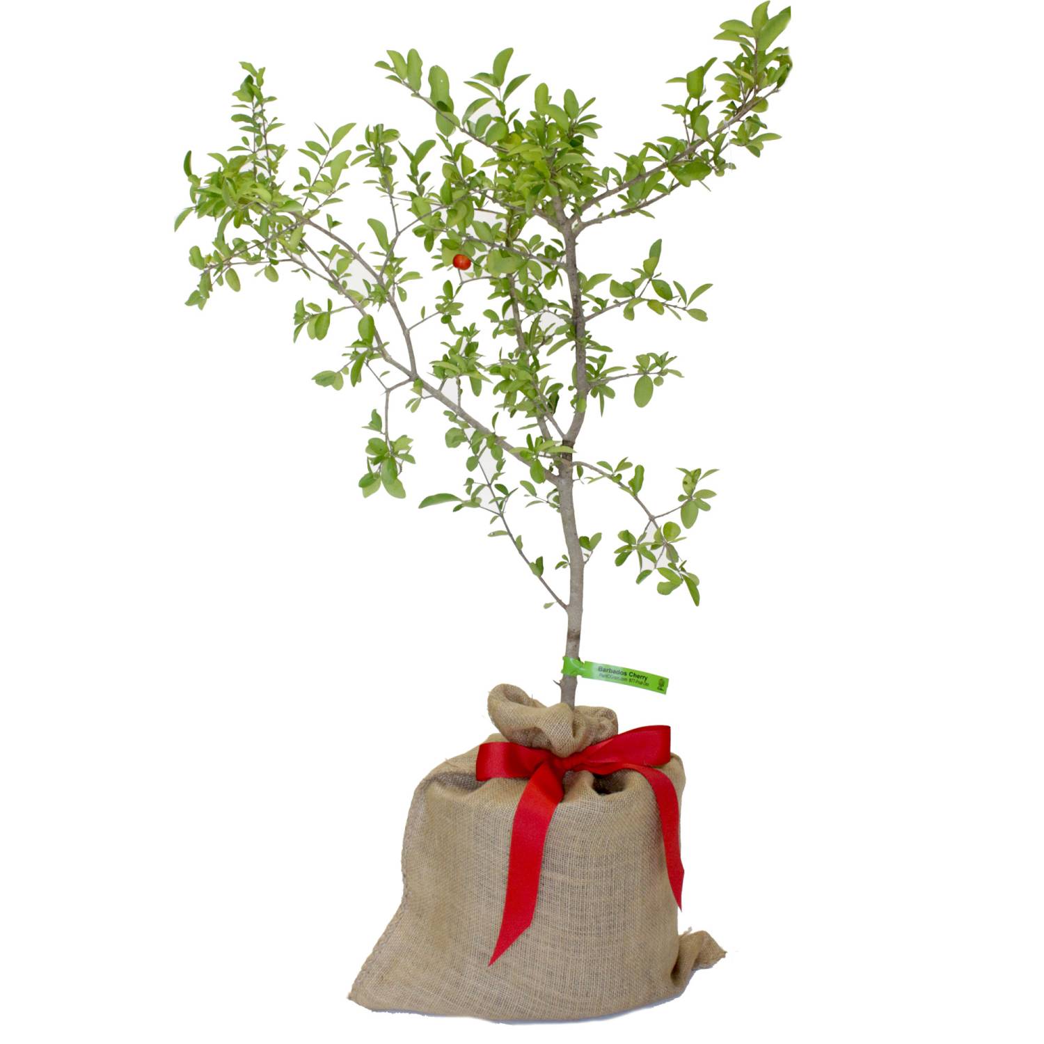 cherry barbados tree