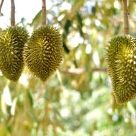 durian fruit tree