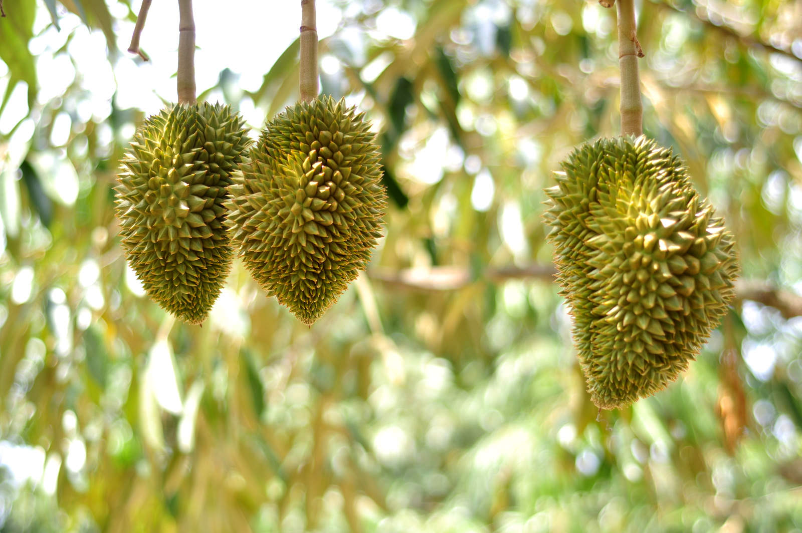 Durian Tree