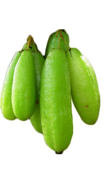 Bilimbi Tree