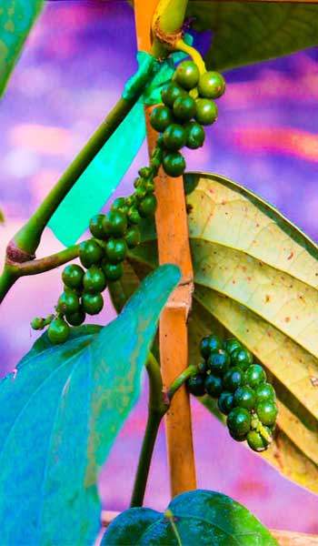 Black Pepper Vine