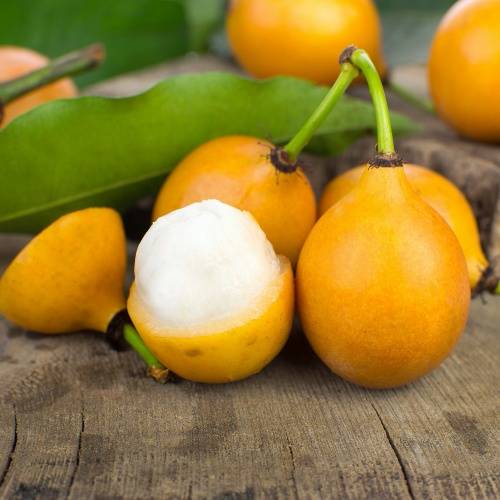 Achacha Fruit Tree for Sale - Rare Bolivian Tropical Fruit