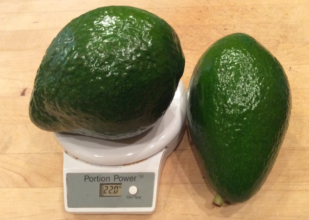 Avocado Tree Utuado Dwarf Variety Grafted