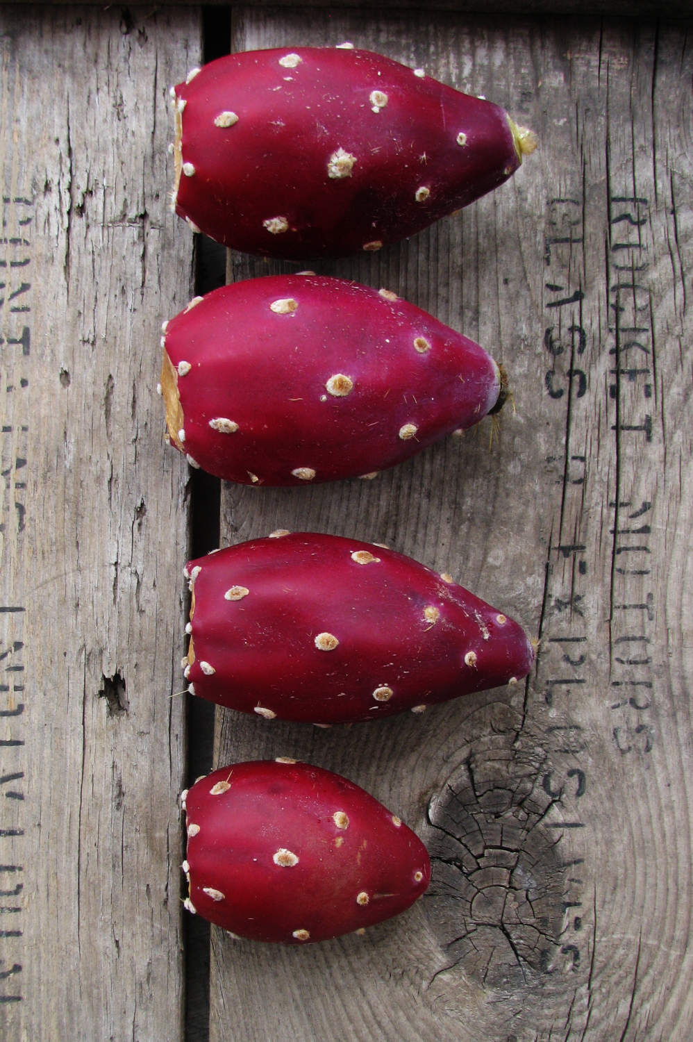 Prickly Pear/Tuna Plant