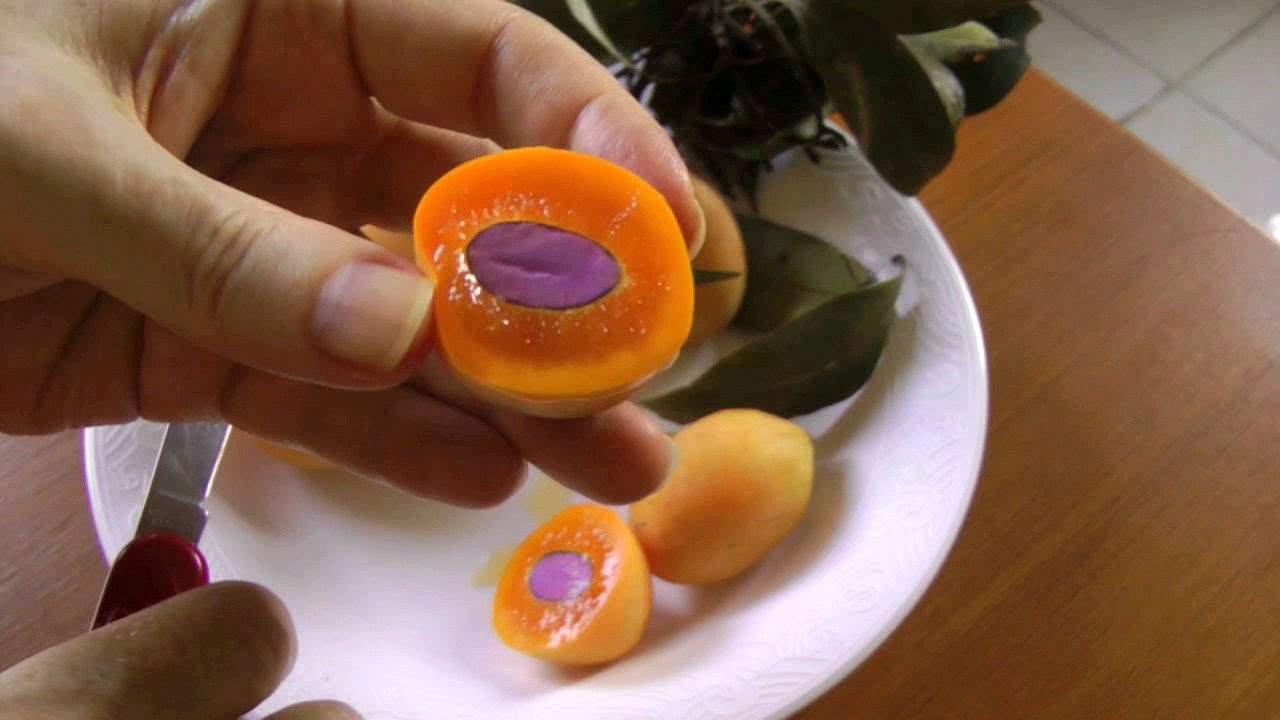 Maprang Tree Rare Collectors Plant