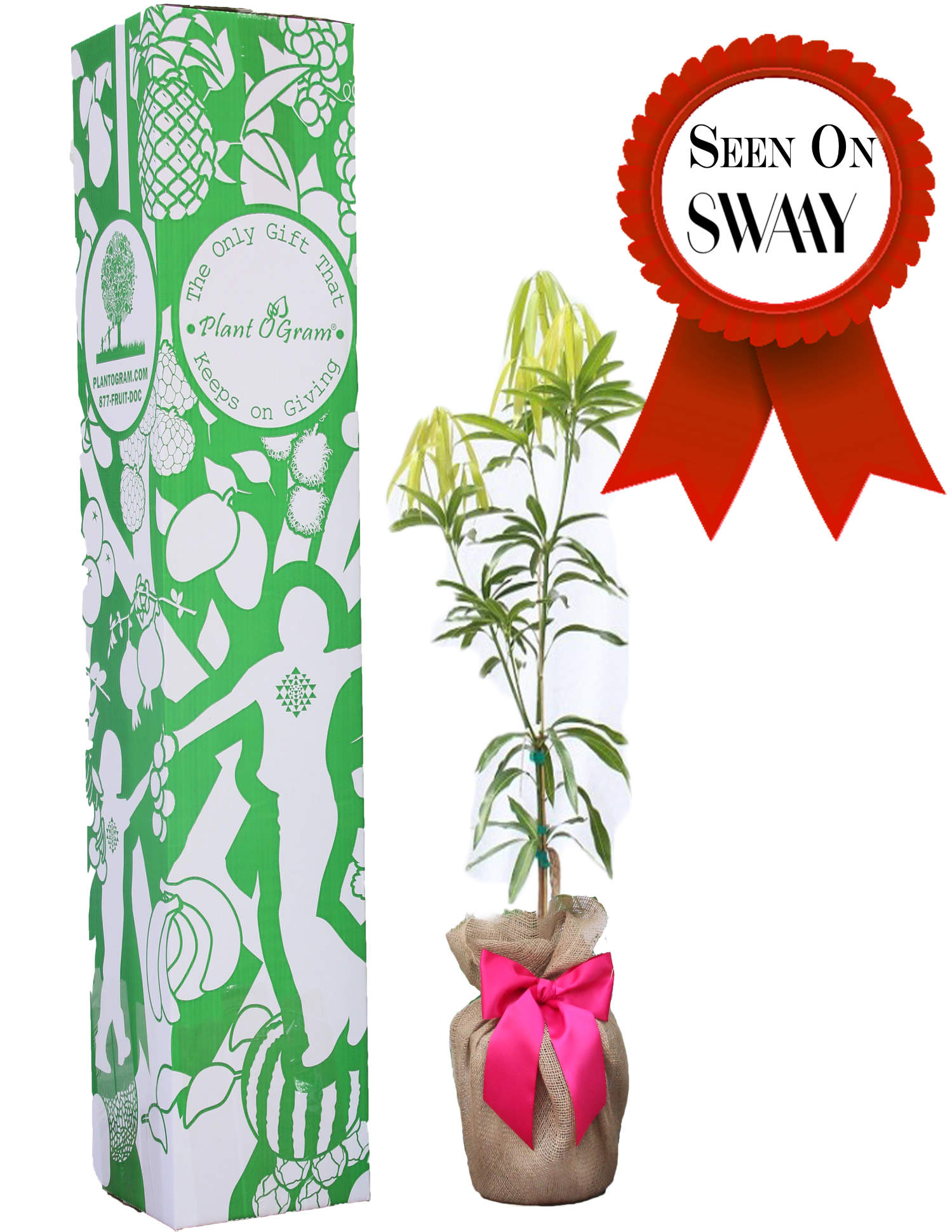 Mango Tree Cotton Candy Designer Variety Grafted