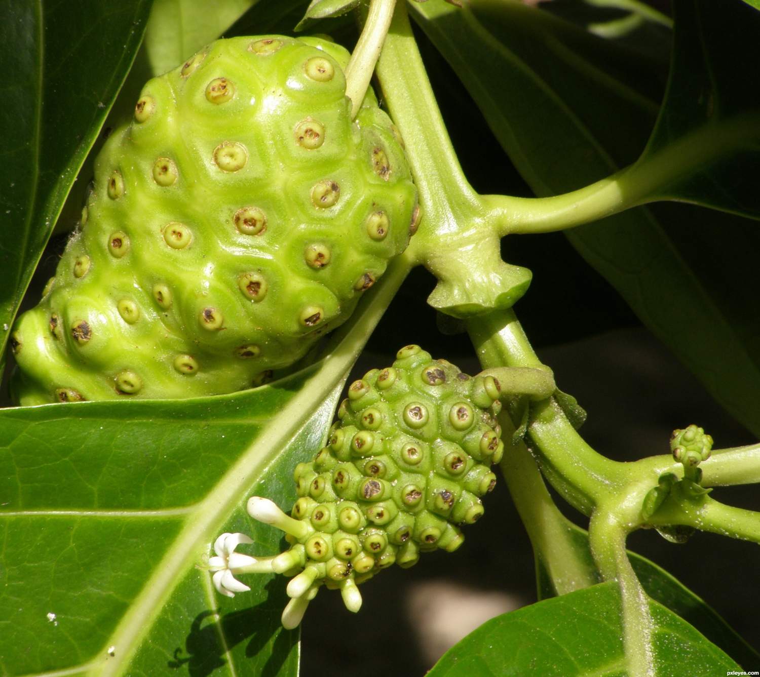 Noni Tree