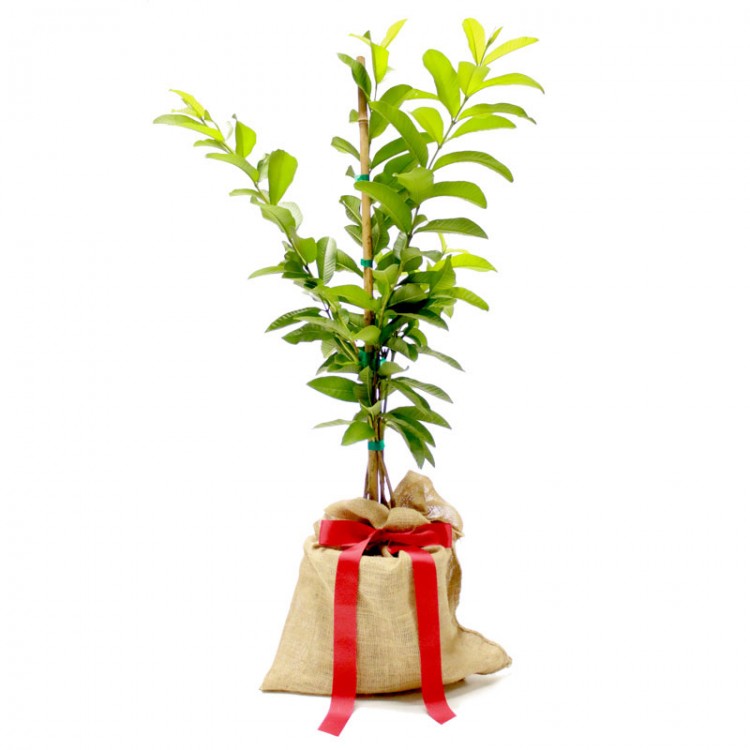 Guava Tree Dwarf/Container Variety