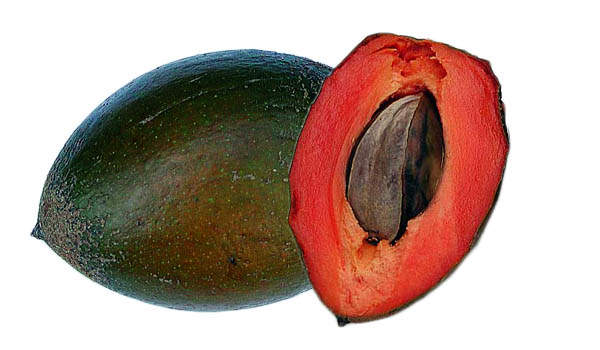 Green Sapote Grafted Tree