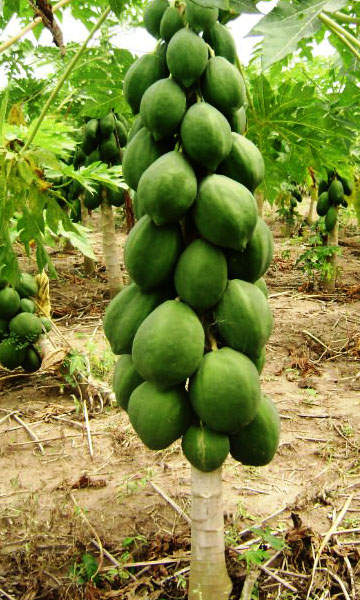 Papaya Red Lady Dwarf Tree