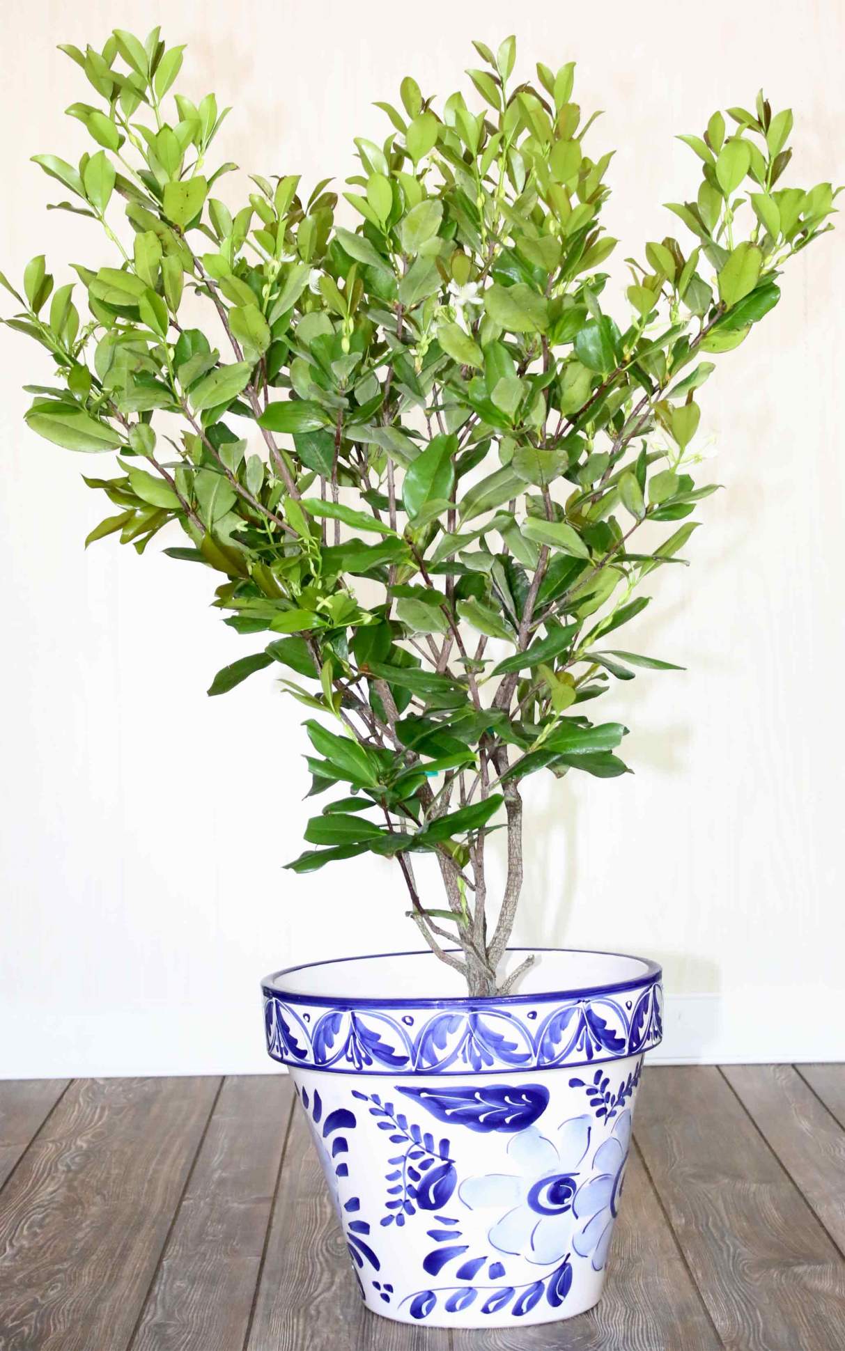 Grumichama Tree/Shrub