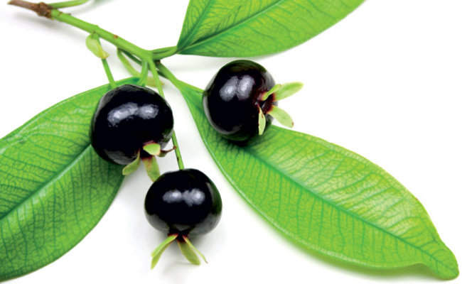 Grumichama Tree/Shrub