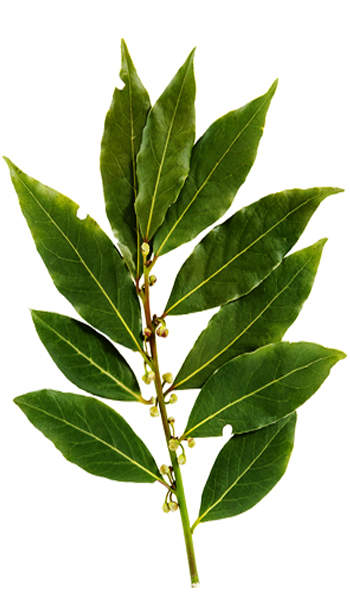 Bay Leaf/Bay Laurel Tree