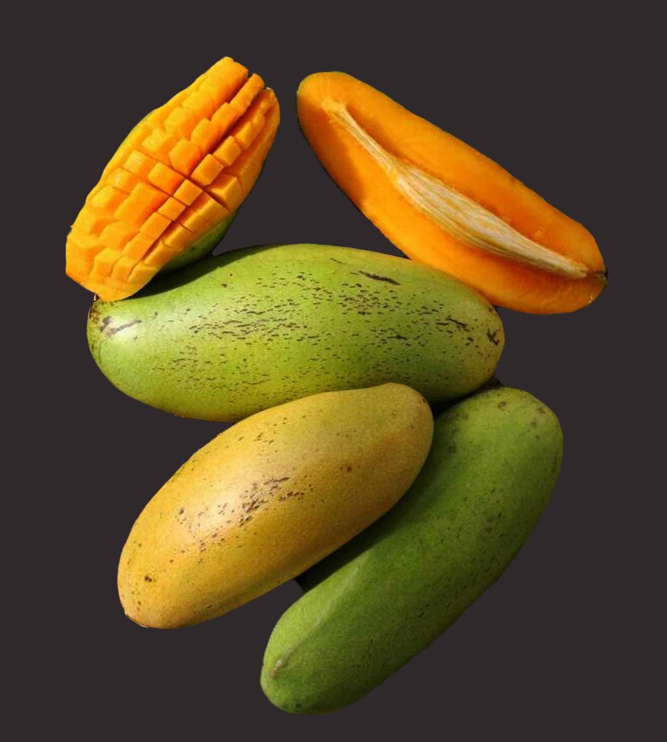 Mango Tree Siamese Variety Grafted